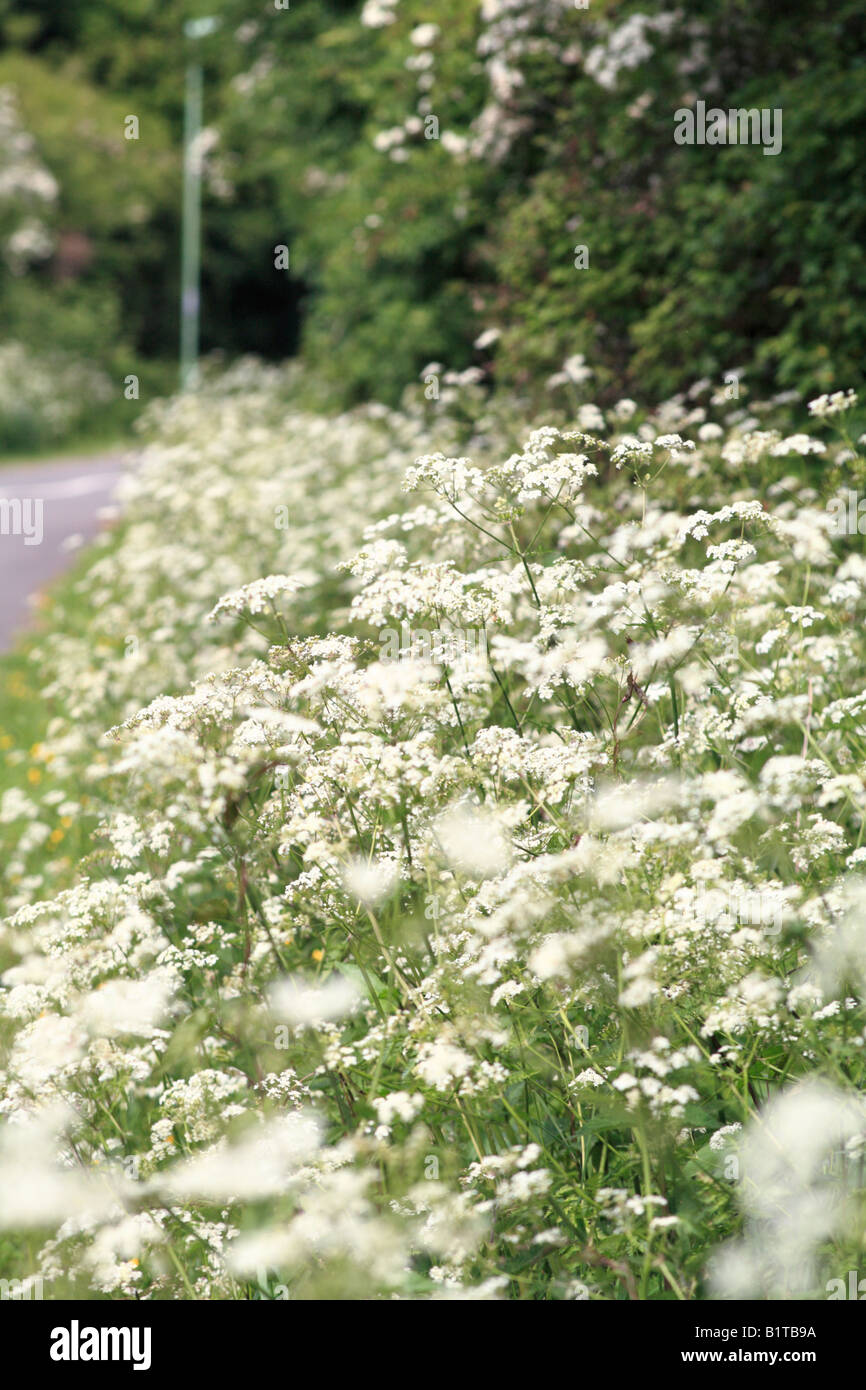 Carrot flower hi-res stock photography and images - Alamy
