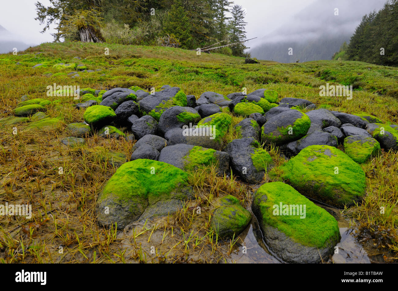Estuary of the Wannock (Wanukv) River, Great Bear Rainforest, 2008 ...