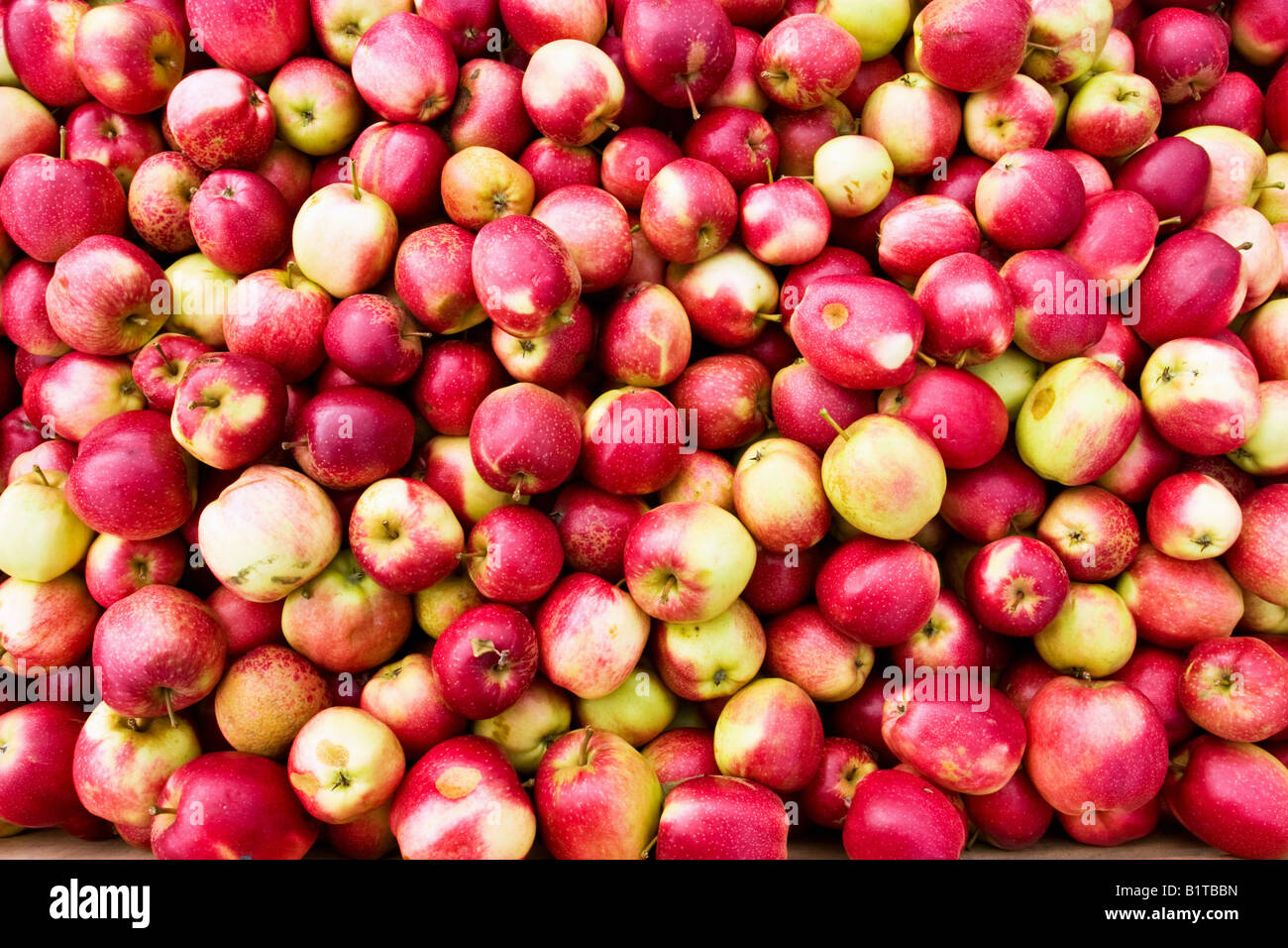 Lots of red äpple Stock Photo - Alamy
