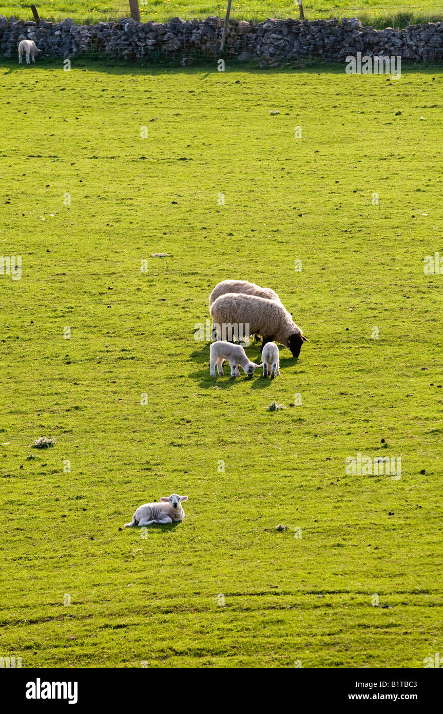 sheep animal farm farming agriculture wool livestock animal Stock Photo ...
