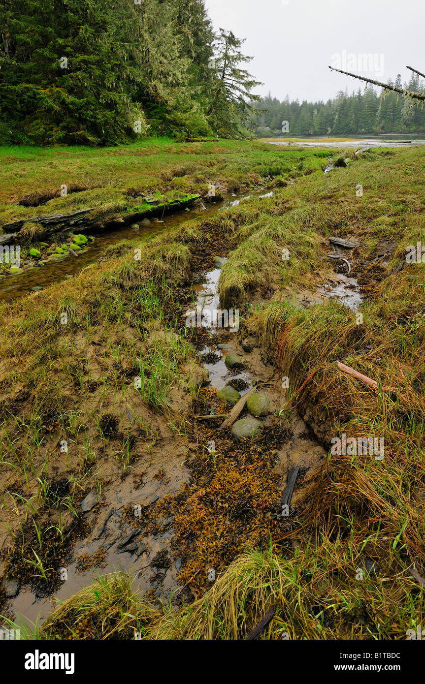 Estuary of the Wannock (Wanukv) River, Great Bear Rainforest, 2008 ...