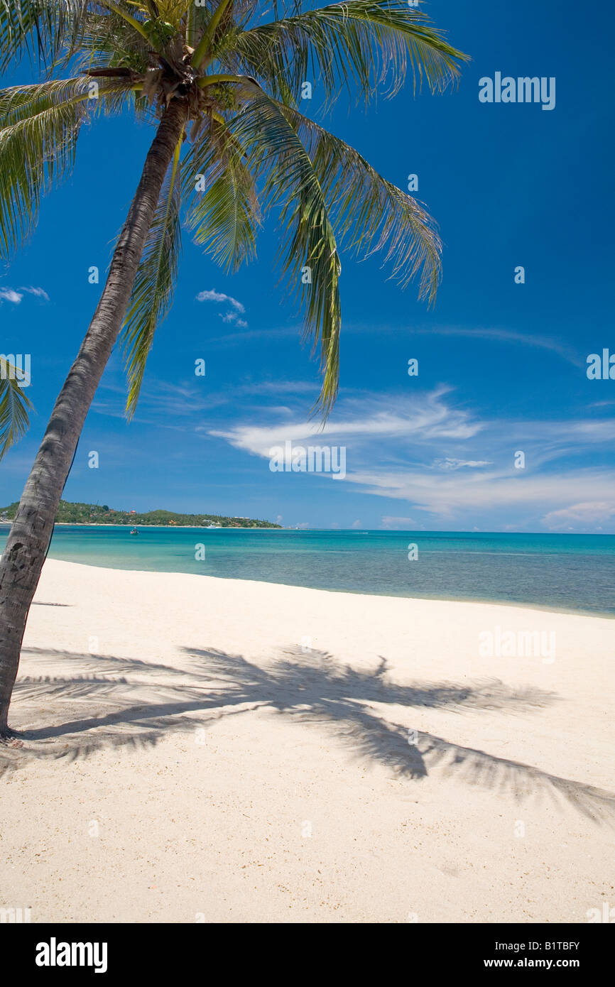 Isolated tropical beach with palm tree Stock Photo - Alamy