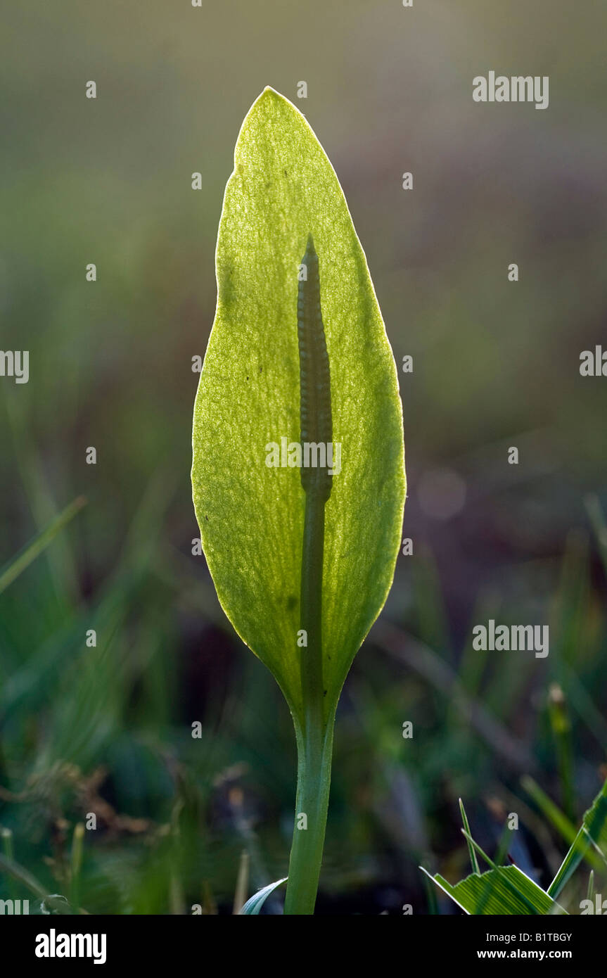 Ophioglossum vulgatum Adder's tongue fern Stock Photo - Alamy