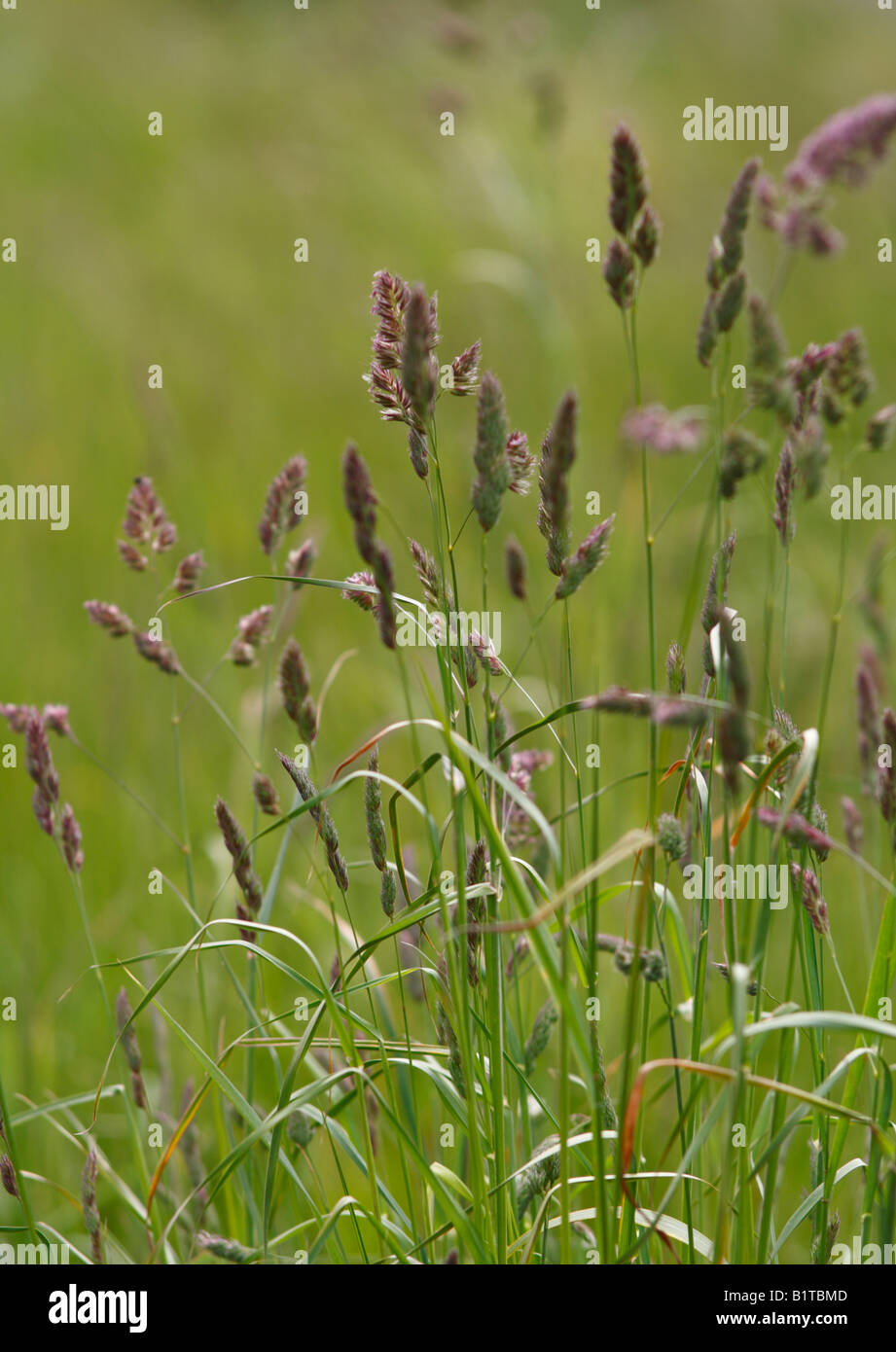 Reed canary grass hi-res stock photography and images - Alamy