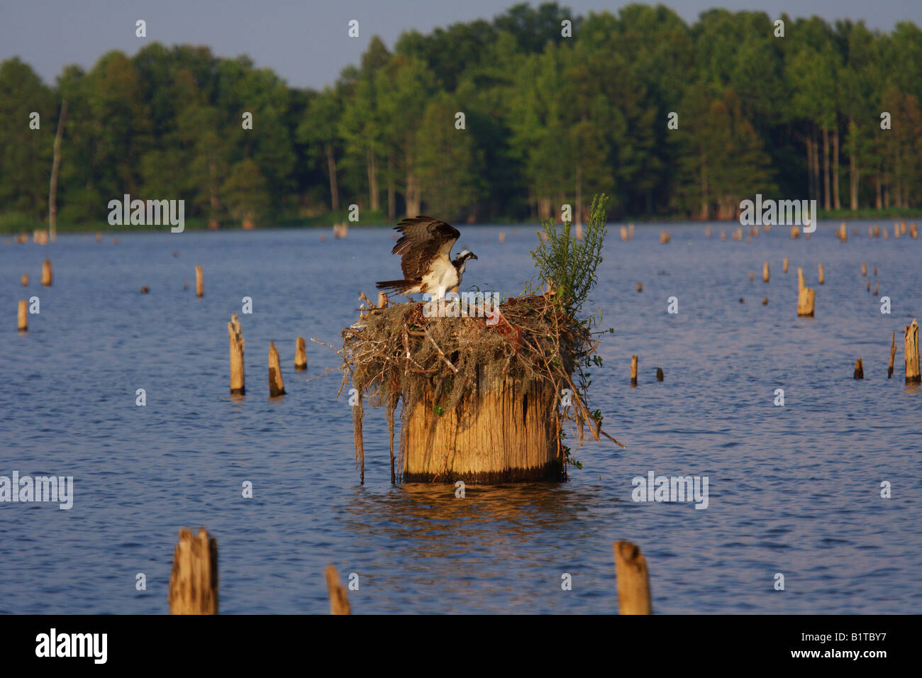 An Osprey gracefully returns to the chicks on its nesting site located ...