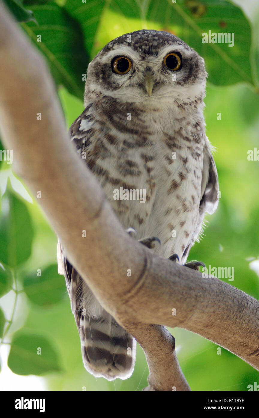 spotted owlet on branch / Athene brama Stock Photo - Alamy
