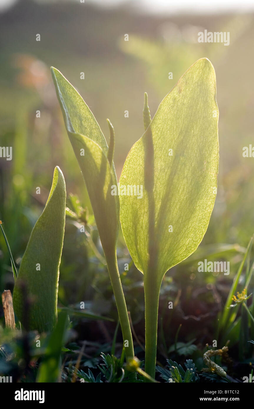 Ophioglossum vulgatum Adder's tongue fern Stock Photo - Alamy
