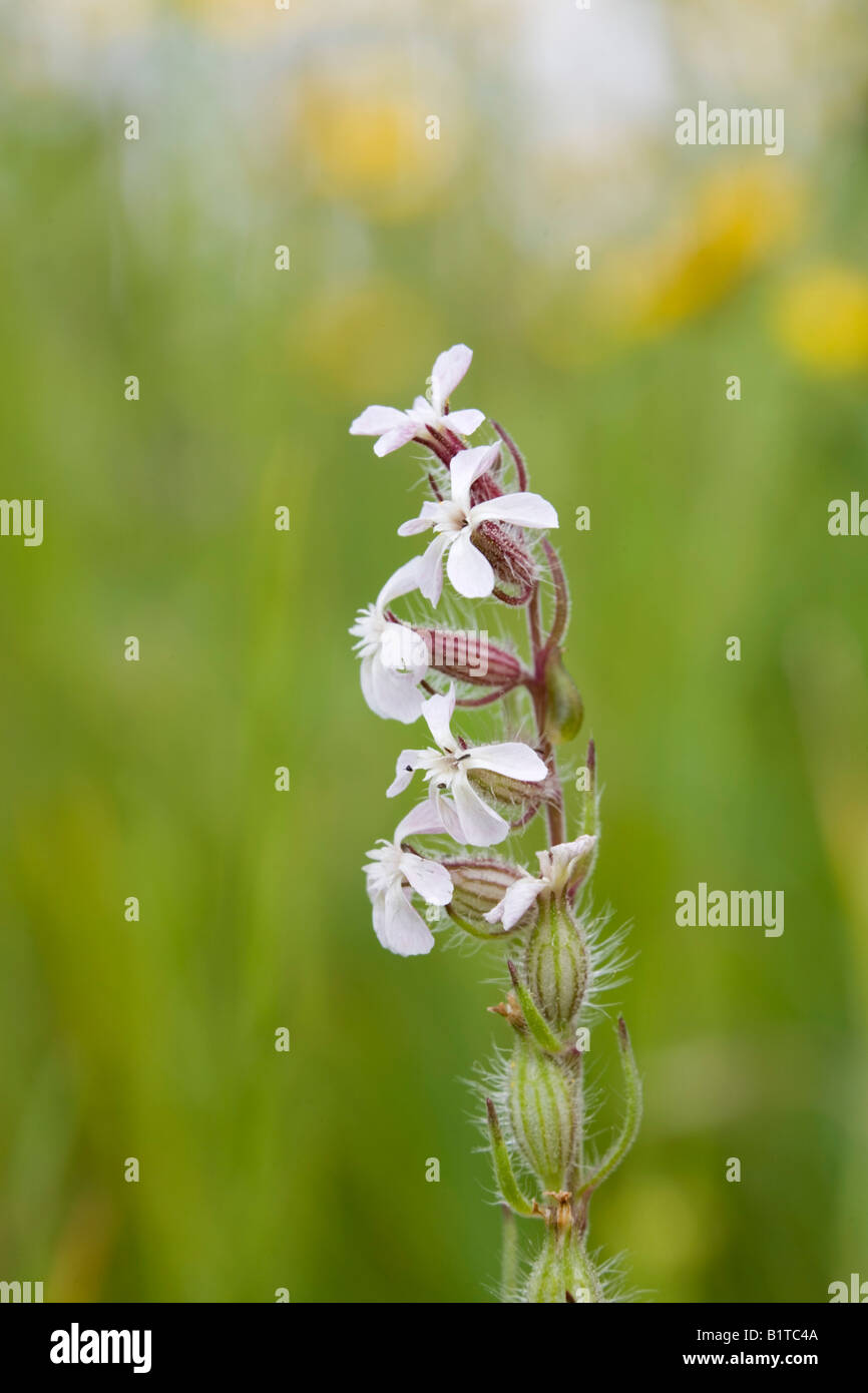 small flowered catchfly Silene gallica cornwall Stock Photo - Alamy