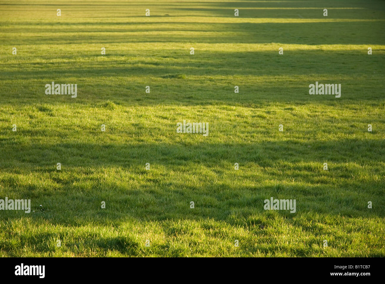 Early Morning Grass Stock Photo - Alamy