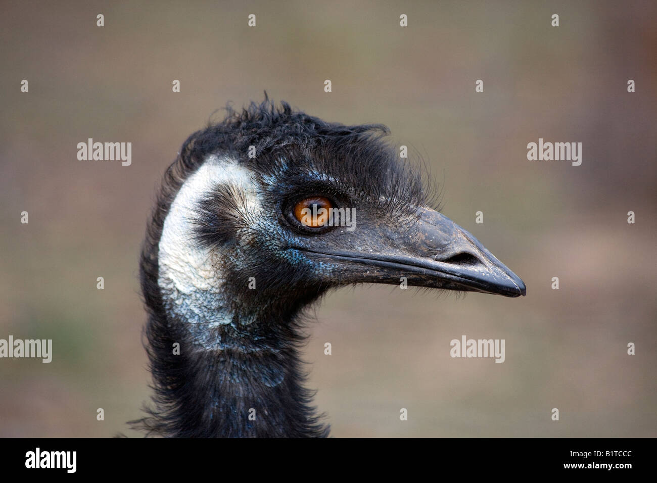 Portrait of an Emu Stock Photo - Alamy