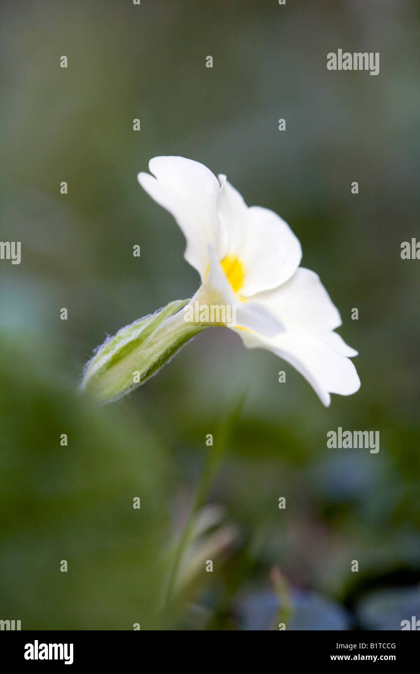 primrose Primula vulgaris cornwall Stock Photo - Alamy
