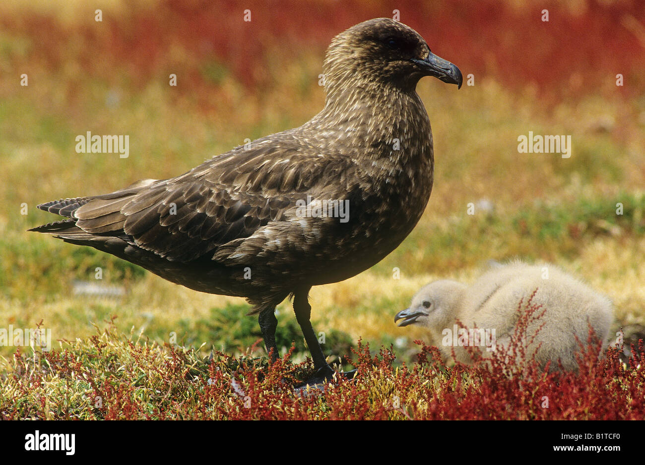 Great Skua and squab / Stercorarius skua Stock Photo - Alamy