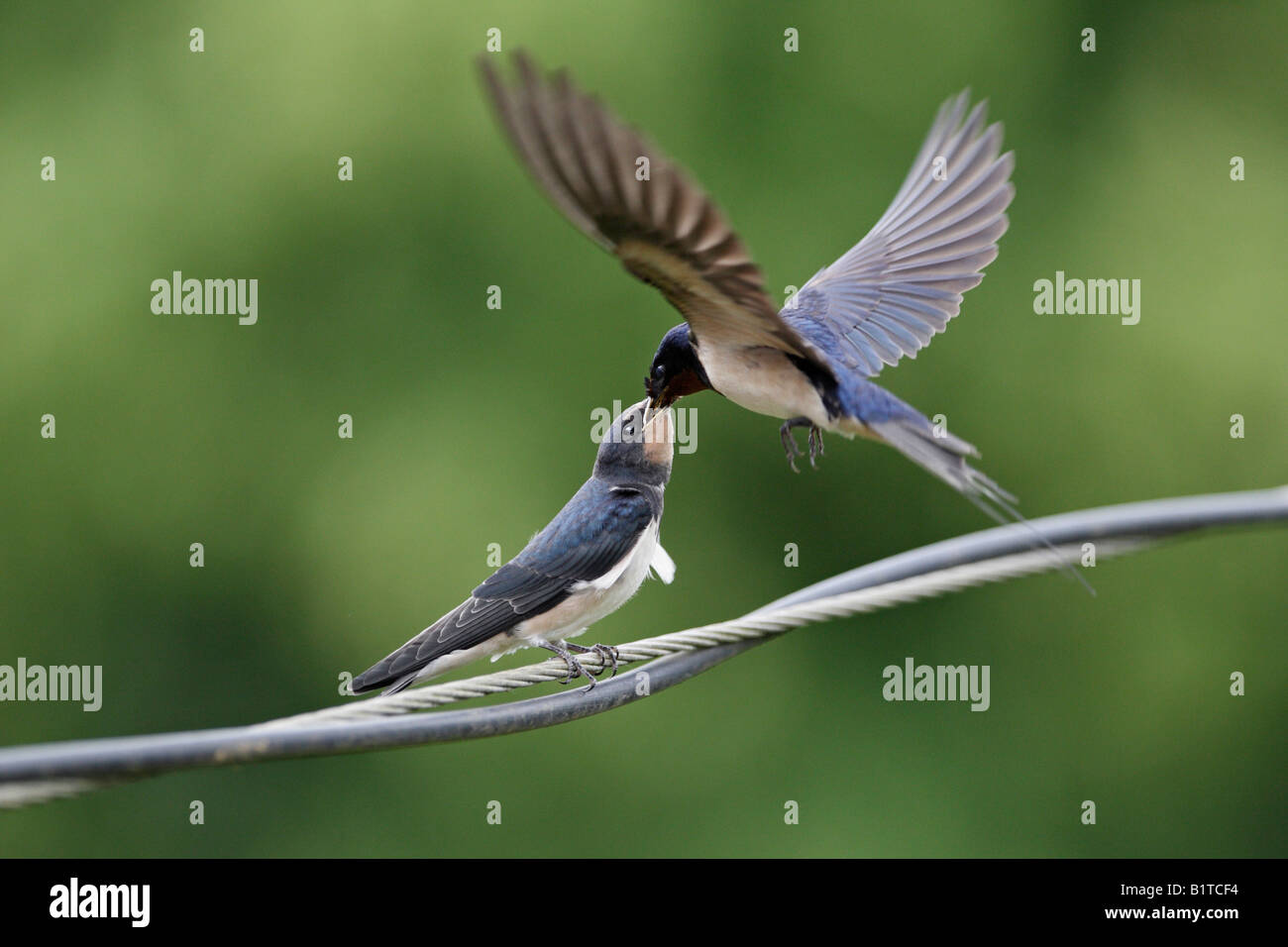 Swallow Hirundo rustica in flight feeding young on wire Potton ...
