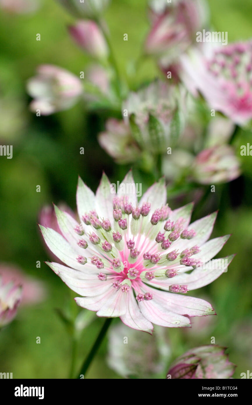 Astrantia hi-res stock photography and images - Alamy