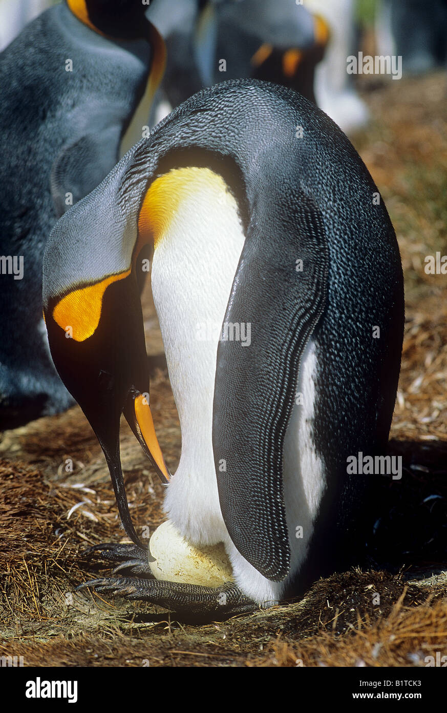 king penguin with egg / Aptenodytes patagonicus Stock Photo - Alamy