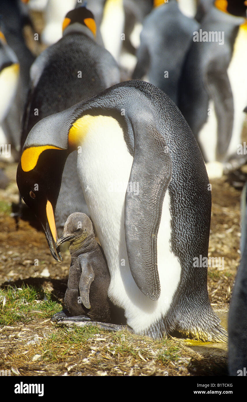 king penguin with cub / Aptenodytes patagonicus Stock Photo - Alamy