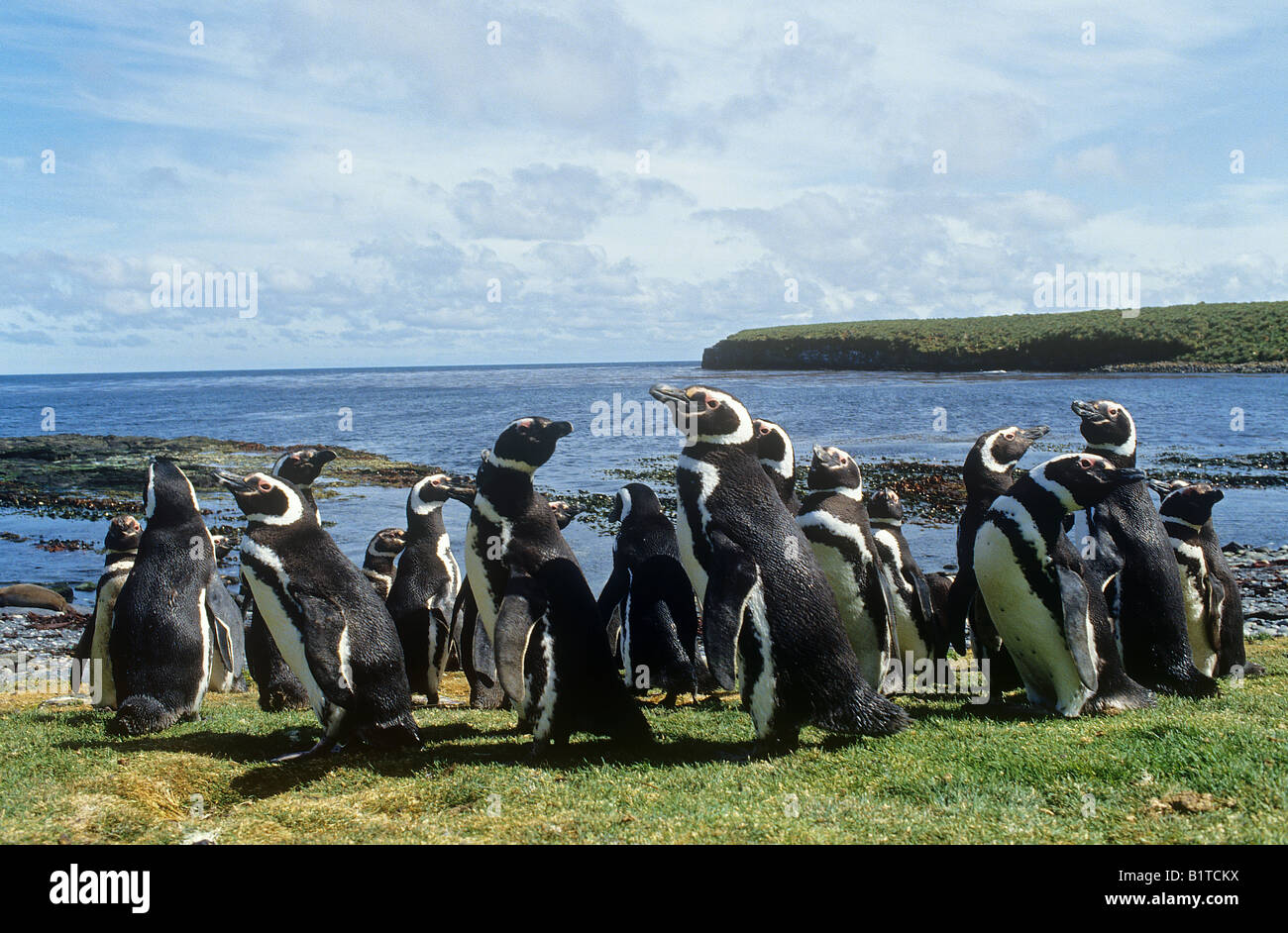 Magellanic penguins - colony / Spheniscus magellanicus Stock Photo - Alamy