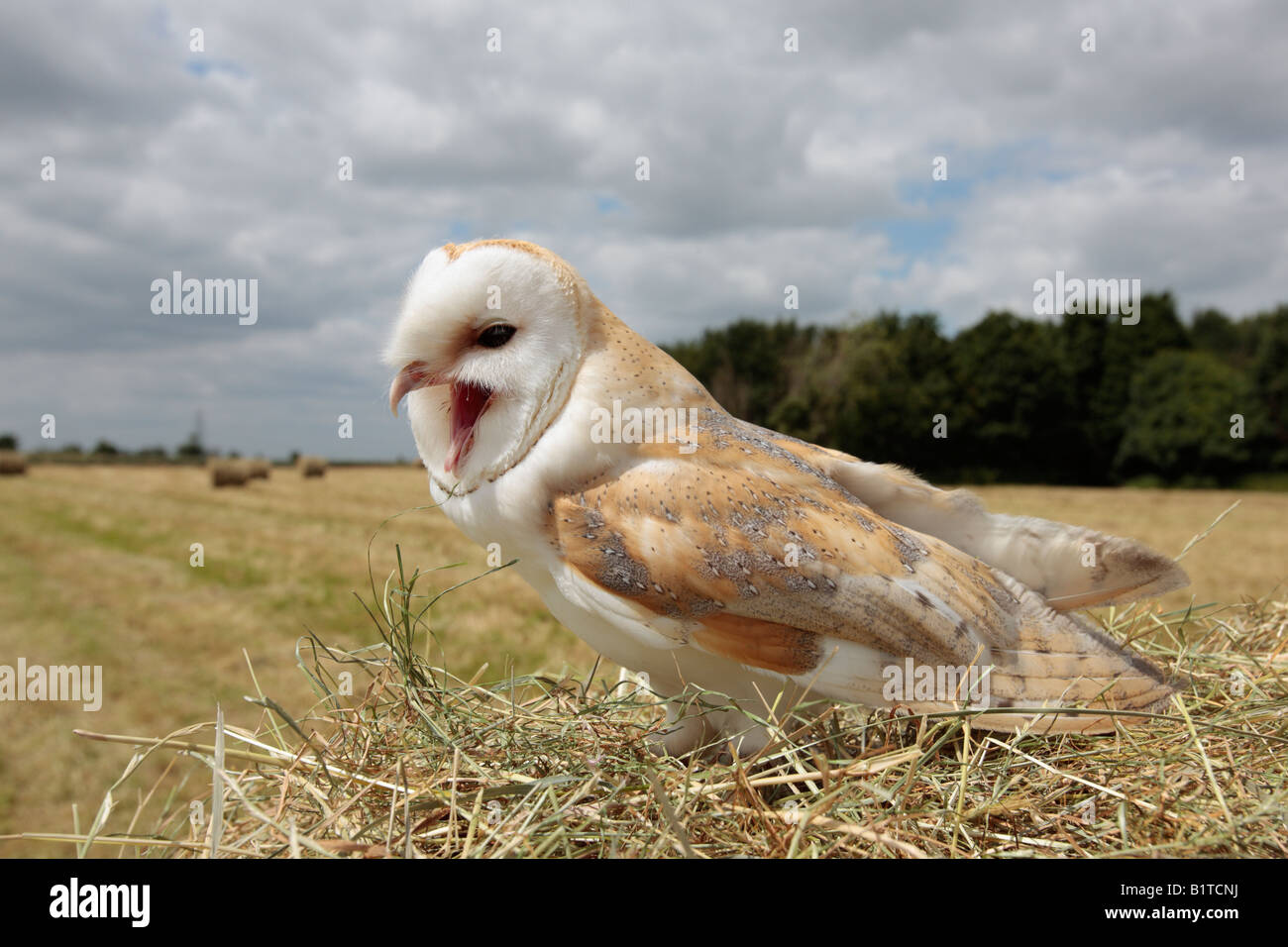 Young Barn Owl Tyto alba on hay bale calling Potton Bedfordshire Stock ...