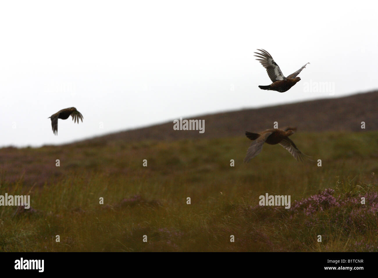 Flying Red Grouse Stock Photo: 18361891 - Alamy