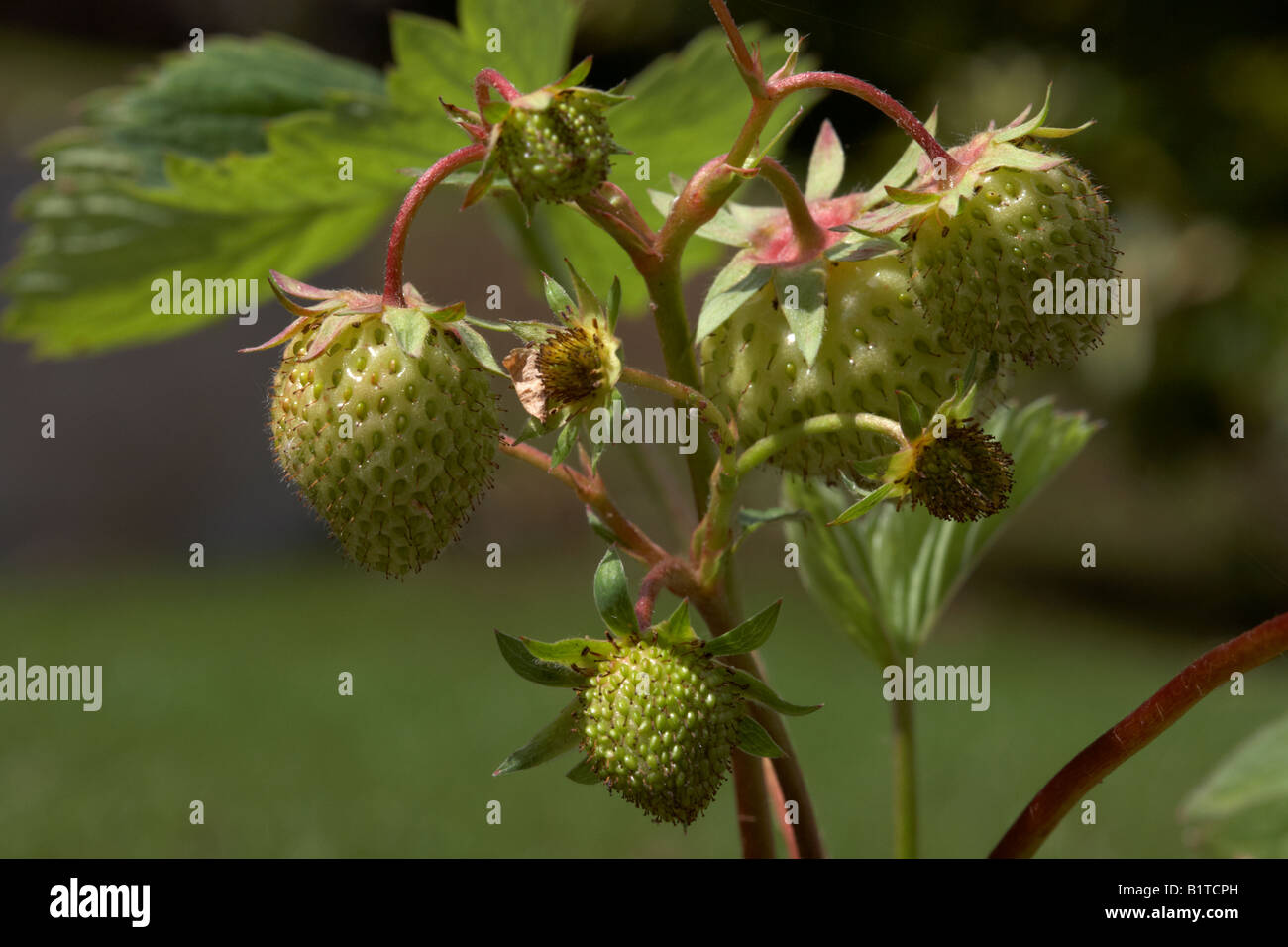 Elsanta hi-res stock photography and images - Alamy