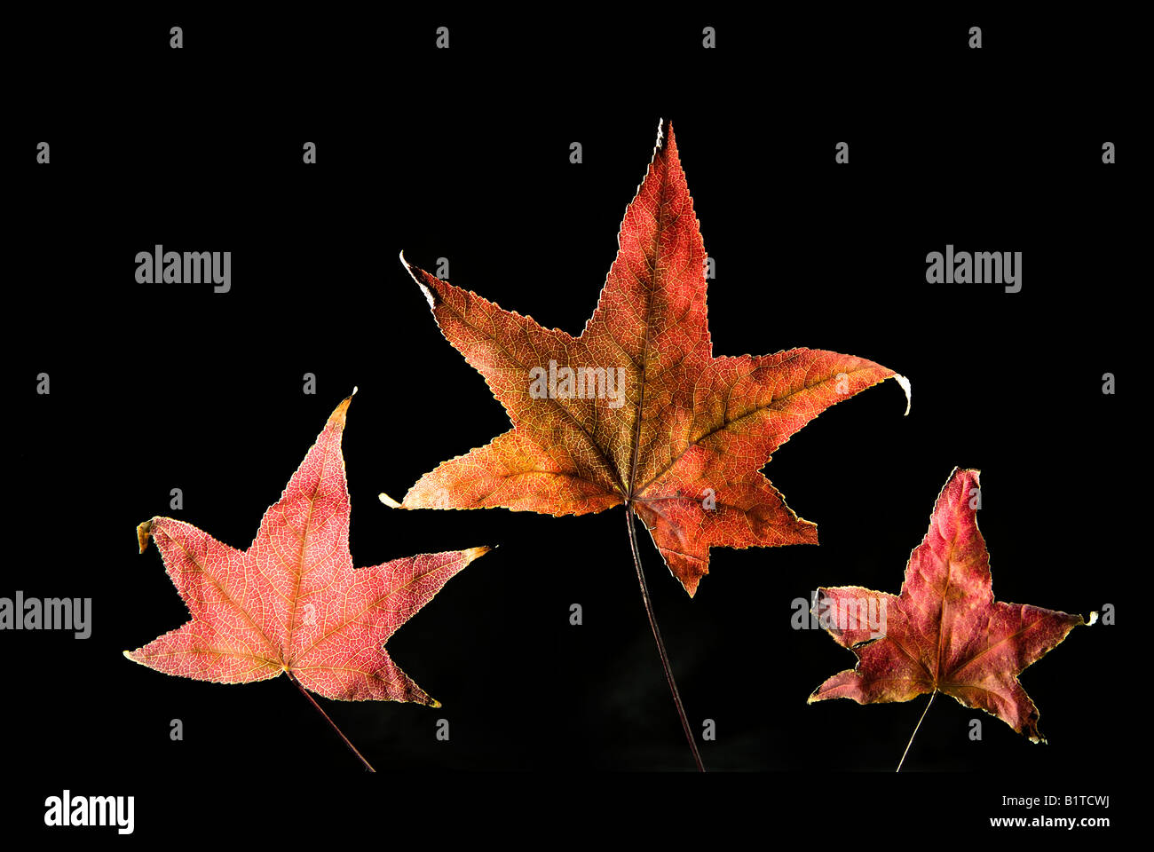 Three Autumn Leafs isolated on black Stock Photo - Alamy