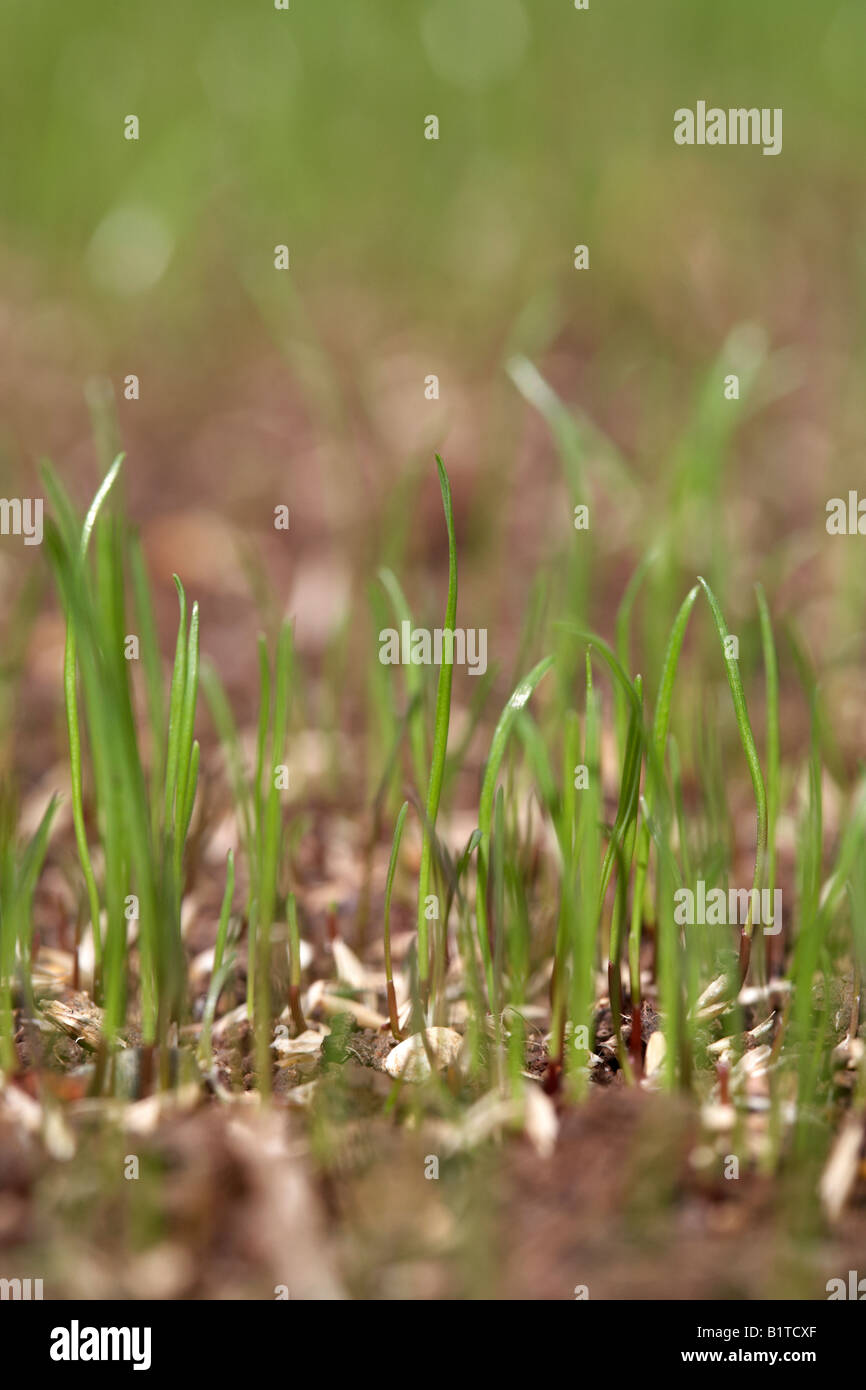 Grass seed germination hi-res stock photography and images - Alamy