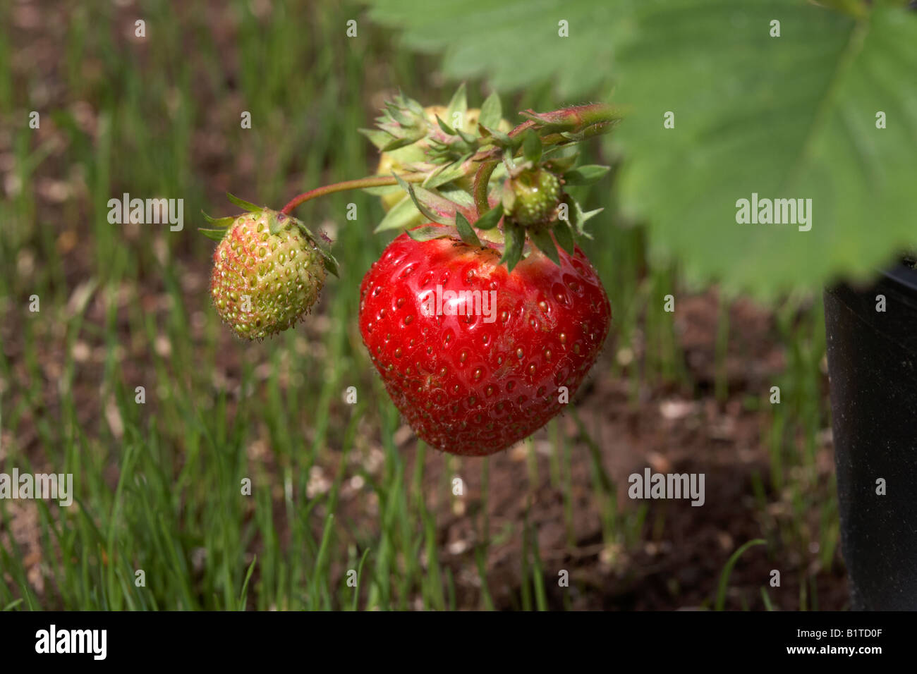 Elsanta hi-res stock photography and images - Alamy