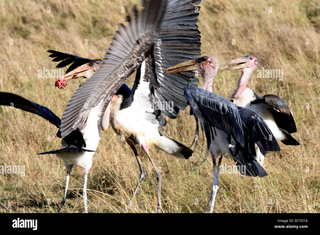 Maribou hi-res stock photography and images - Alamy
