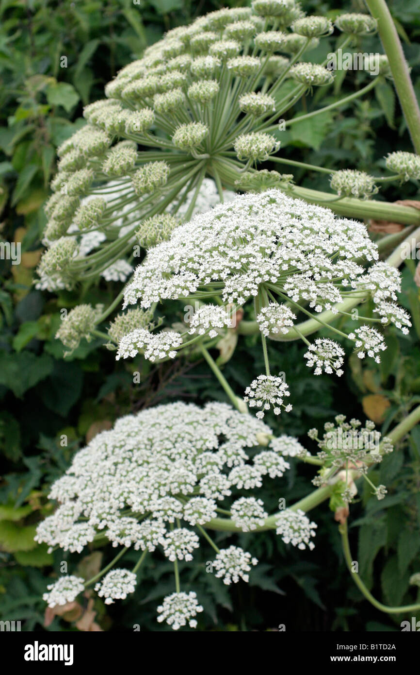 GIANT HOGWEED HERACLEUM MANTEGAZZIANUM Stock Photo - Alamy