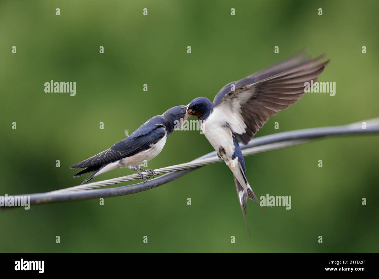 Swallow Hirundo rustica feeding young on wires Potton Bedfordshire ...