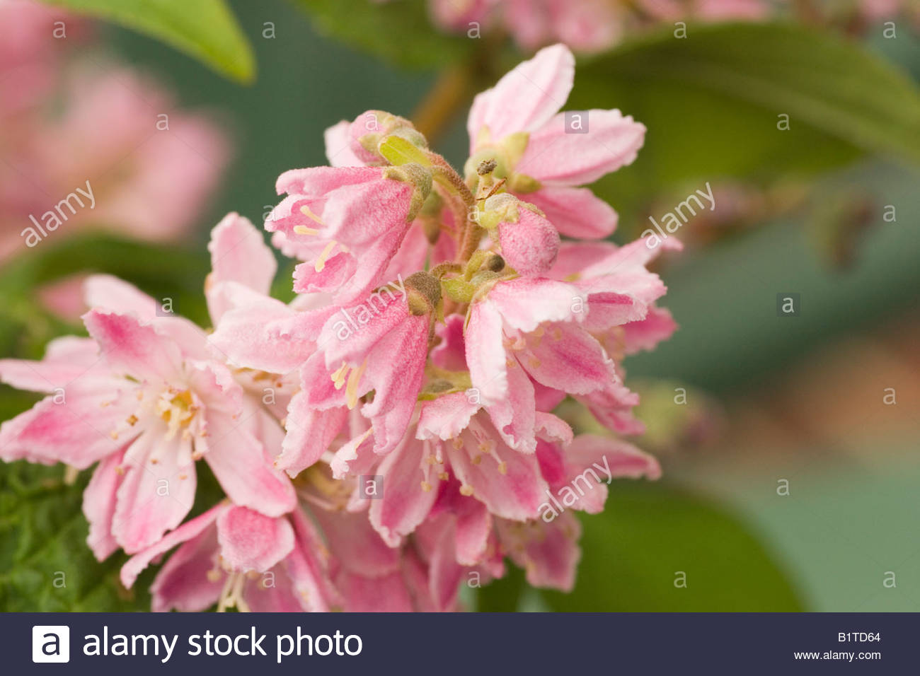 Deutzia Garden Stock Photos & Deutzia Garden Stock Images - Alamy