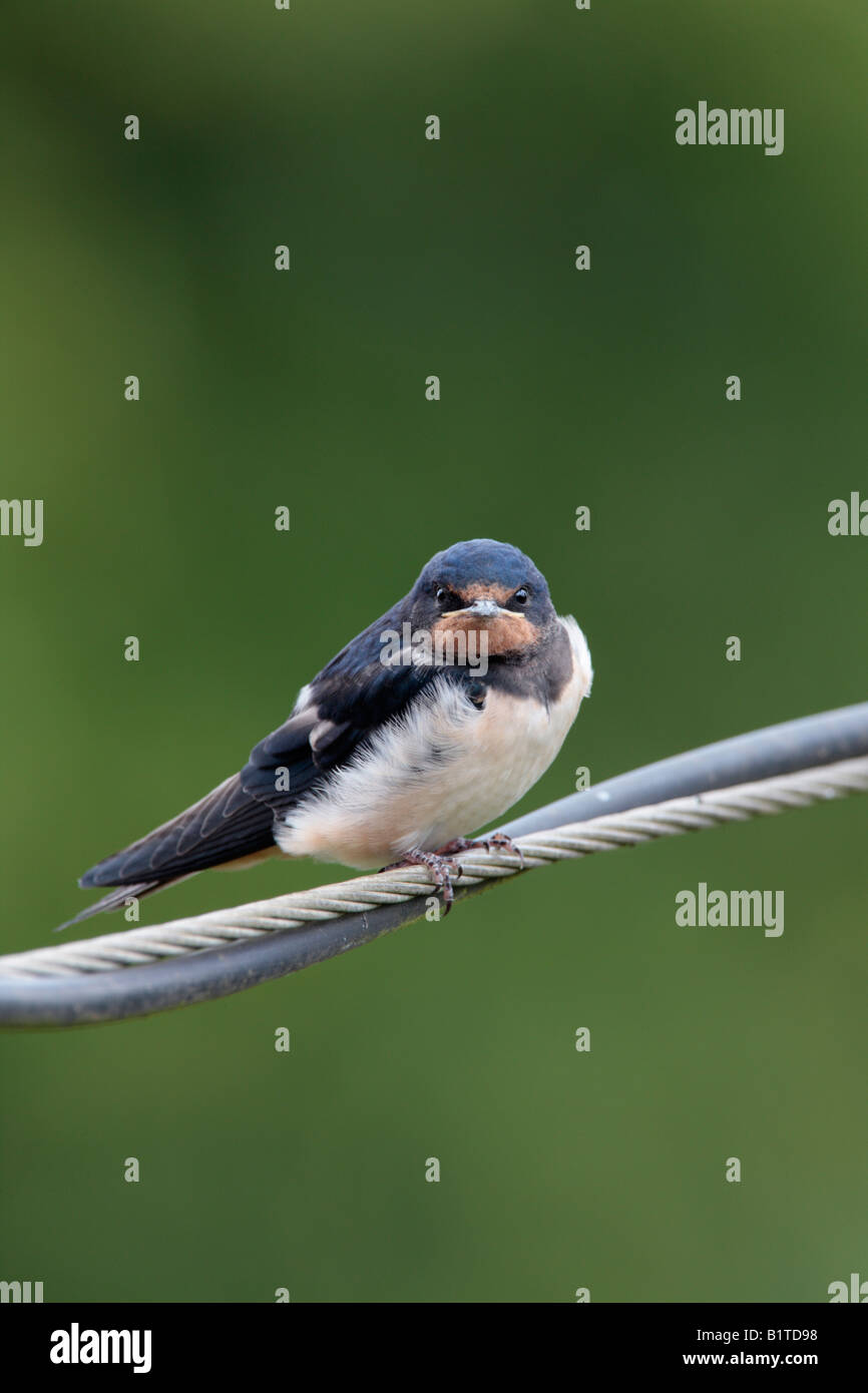 Swallow Hirundo rustica on wires Potton Bedfordshire Stock Photo - Alamy