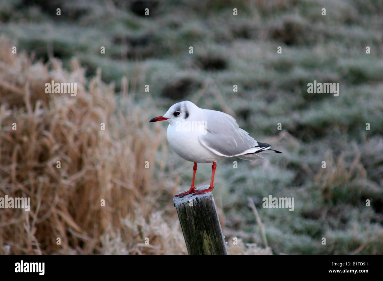 black headed gull Larus ridibundus Stock Photo - Alamy
