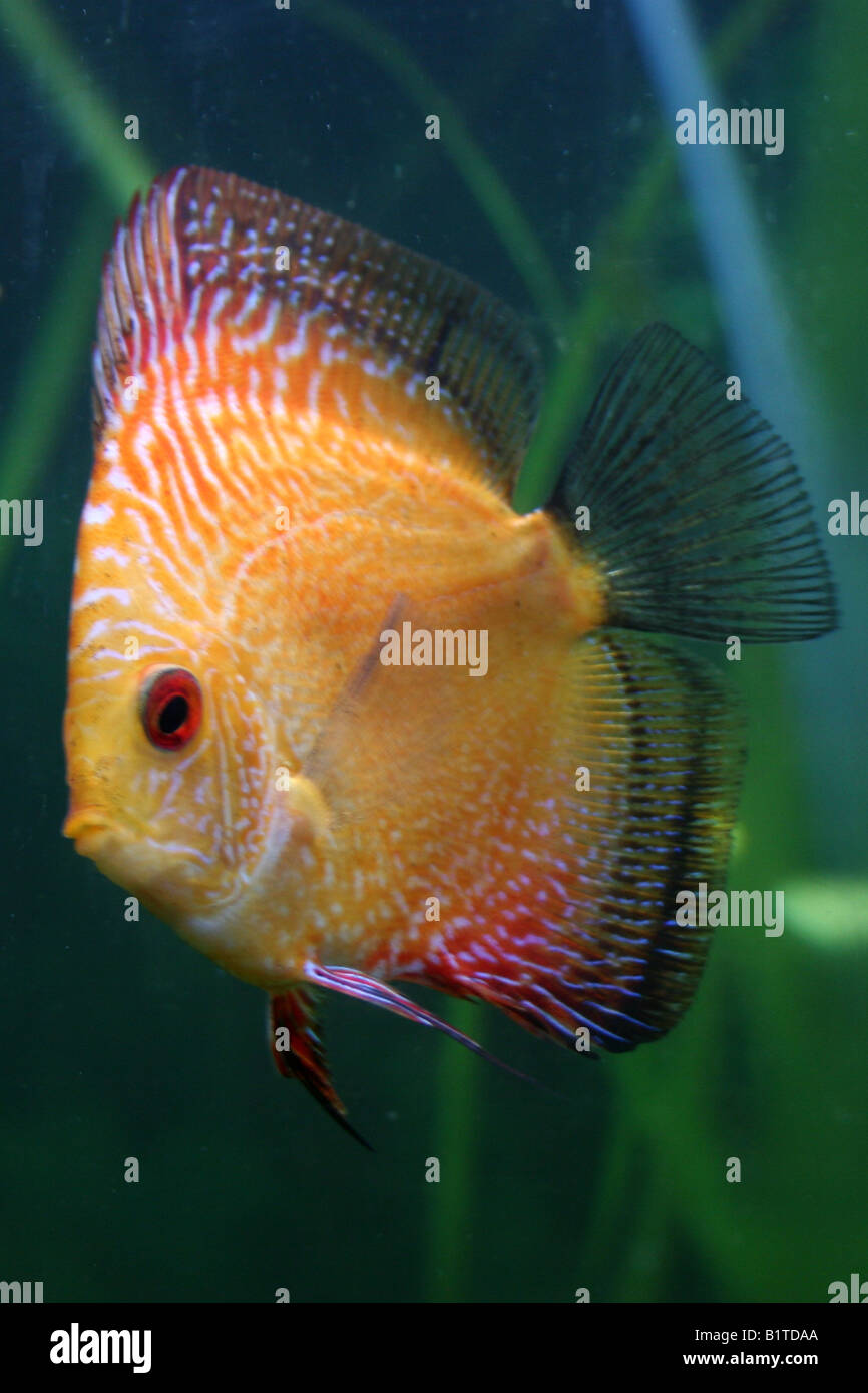 A Pigeon snake discus fish in a tropical aquarium Stock Photo - Alamy