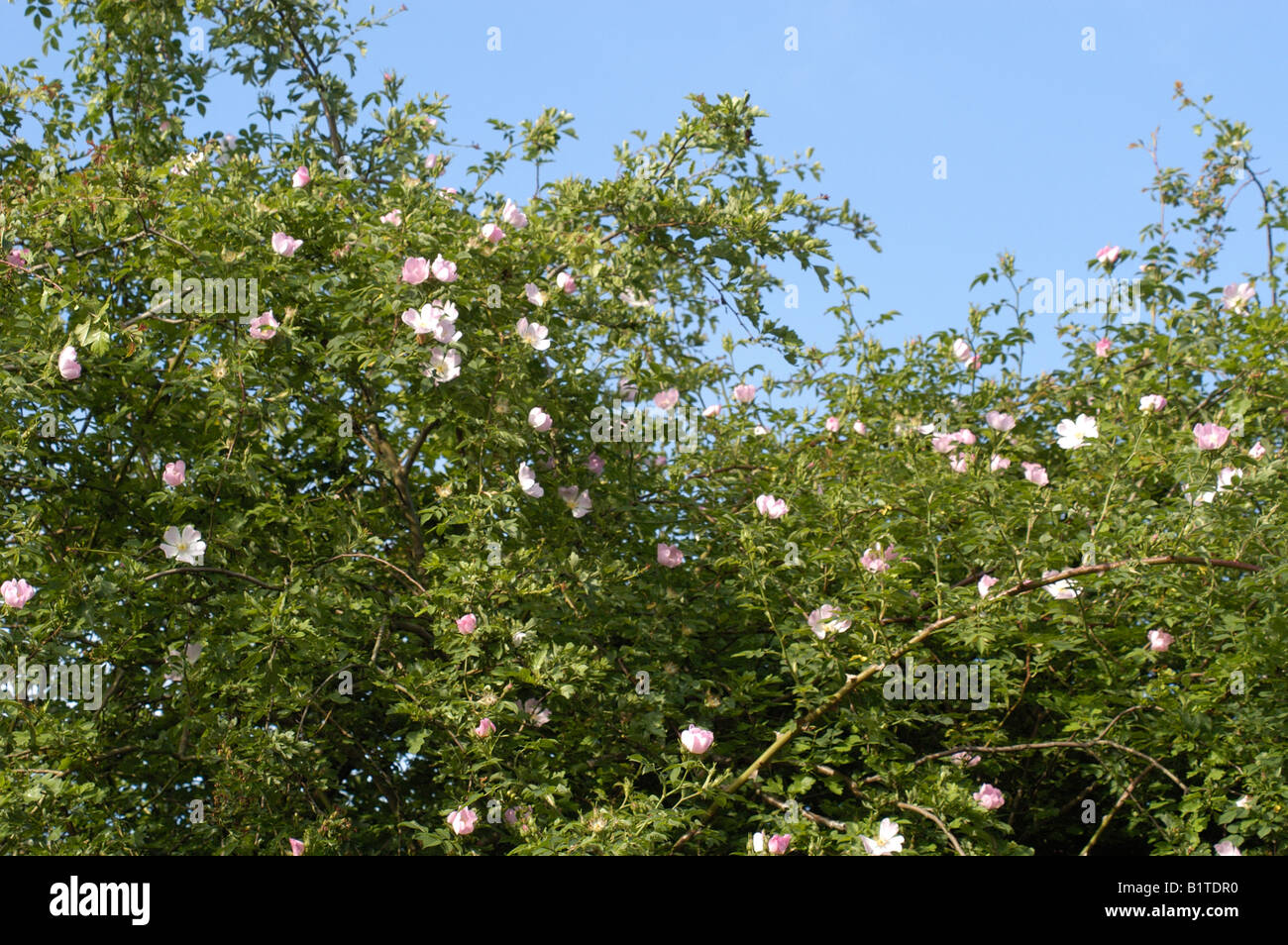 Dog Rose (rosa canina) in Hedge Oxfordshire England uk Stock Photo - Alamy