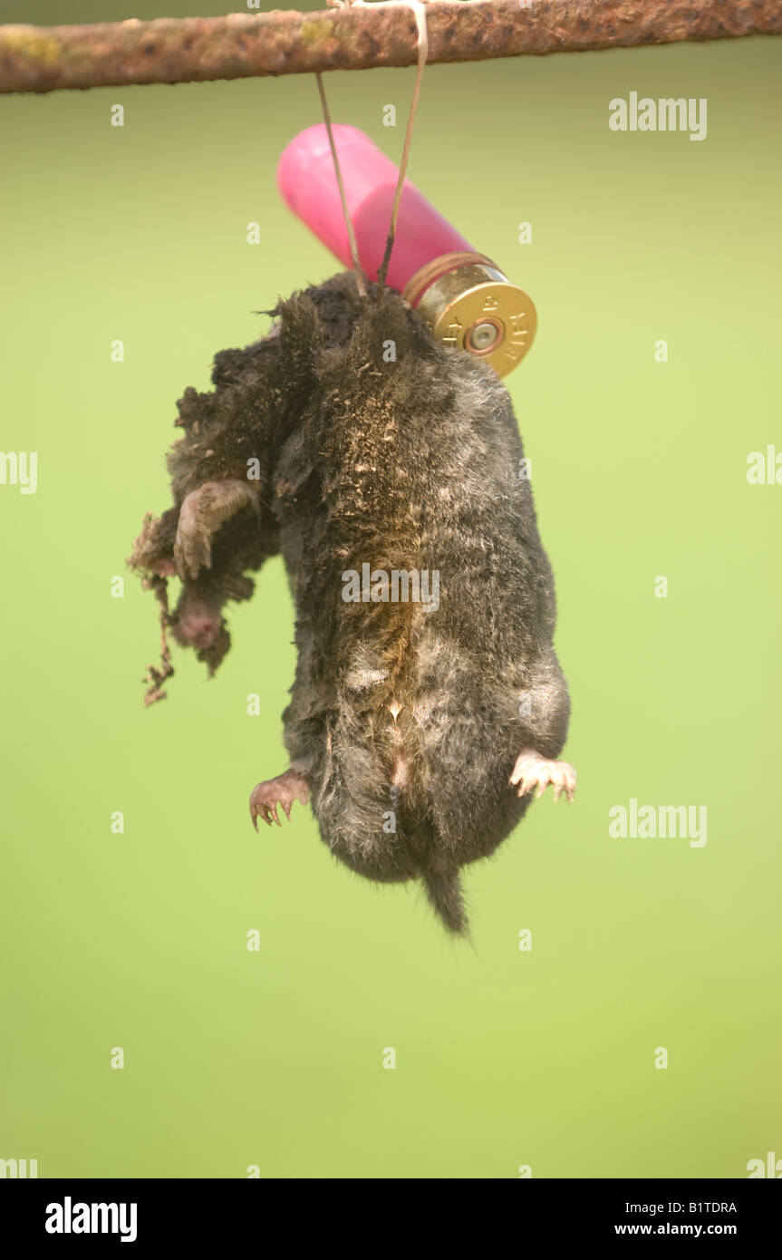 Dead mole hi-res stock photography and images - Alamy