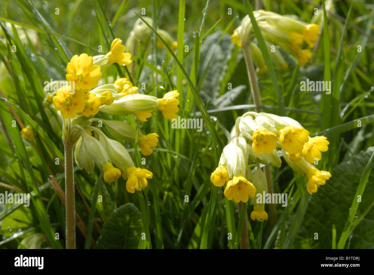 Cowslips (Primula veris) in Field Stock Photo - Alamy