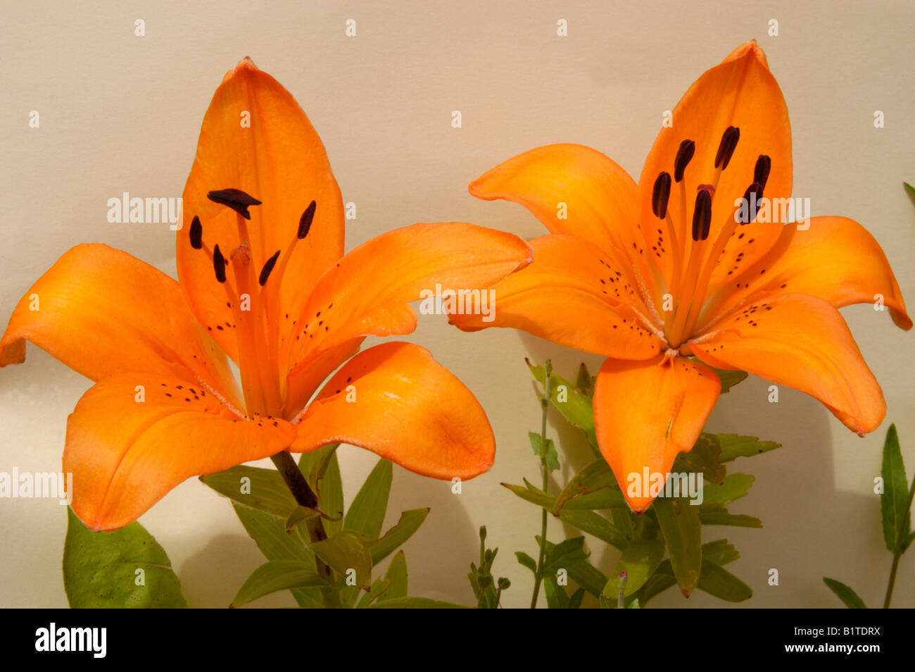 Asiatic lily hi-res stock photography and images - Alamy