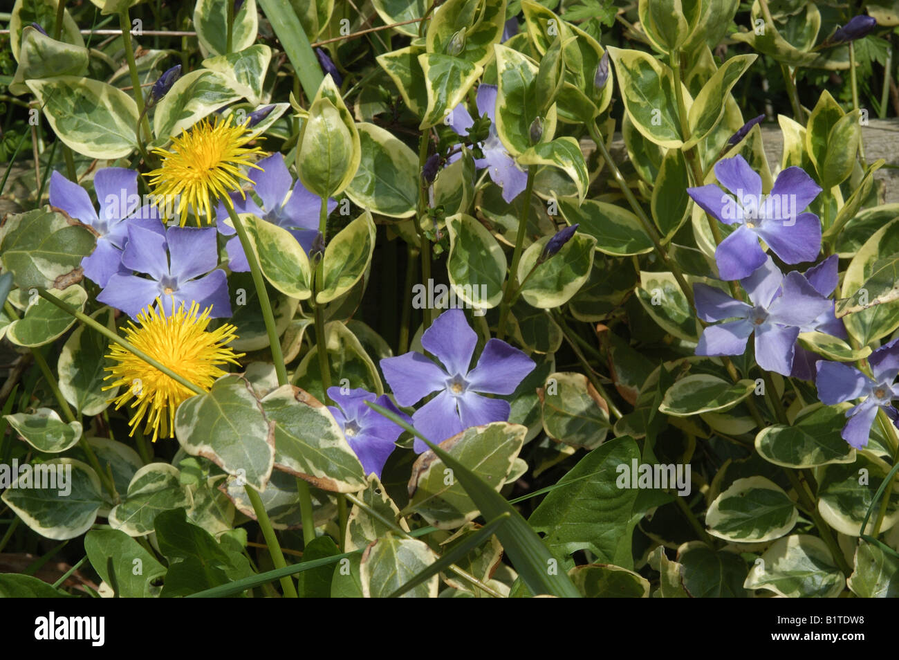 Variegated Periwinkle Weed Flower (Vinca minor) Dandelions (Taraxacum ...
