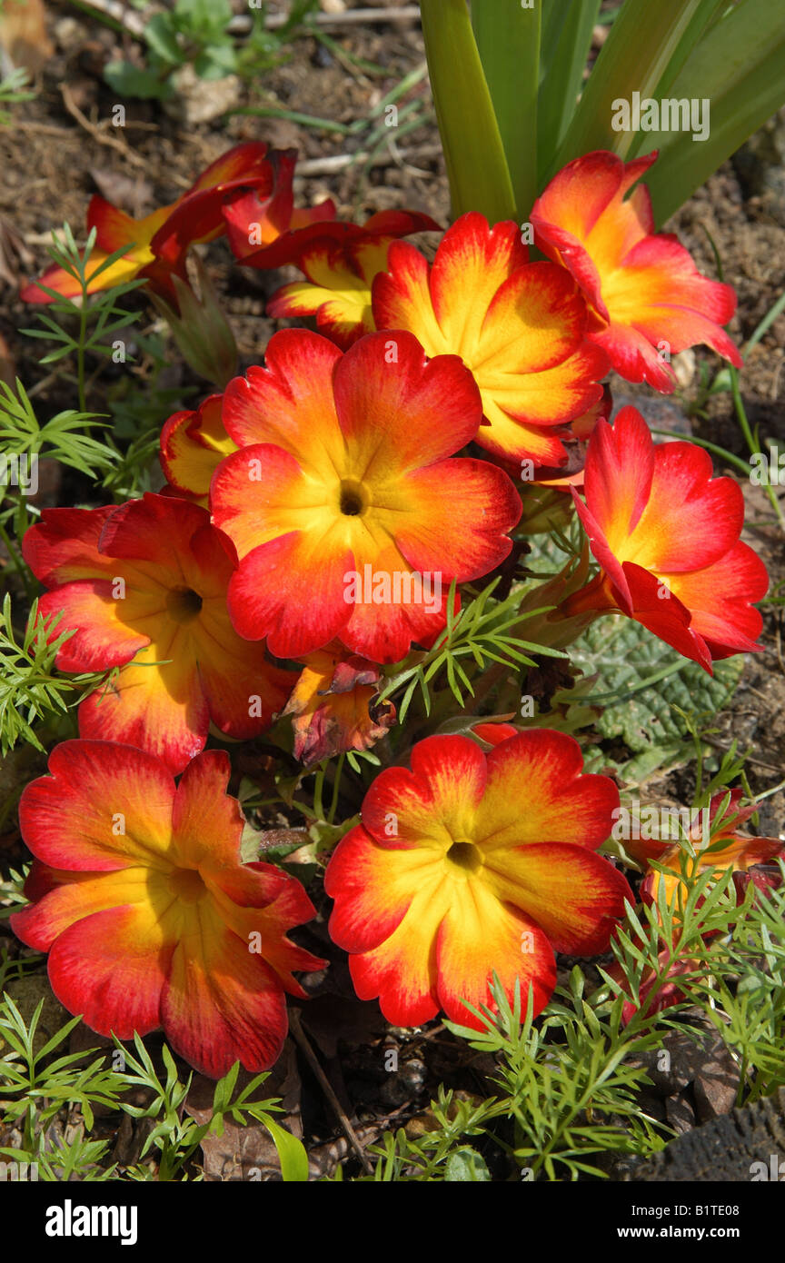Common primrose orange hi-res stock photography and images - Alamy
