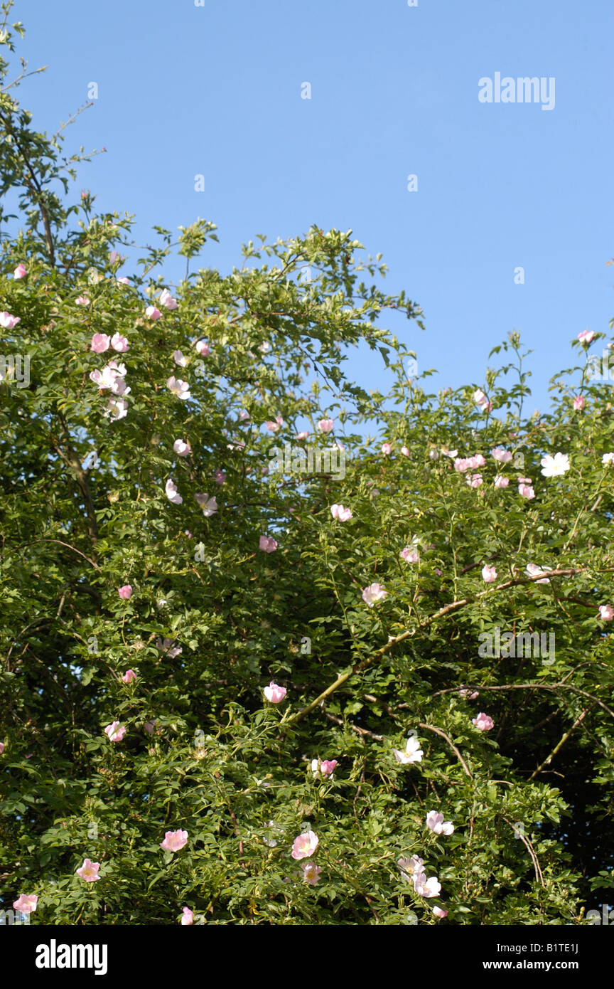 Dog Rose (rosa canina) in Hedge Oxfordshire England uk Stock Photo - Alamy