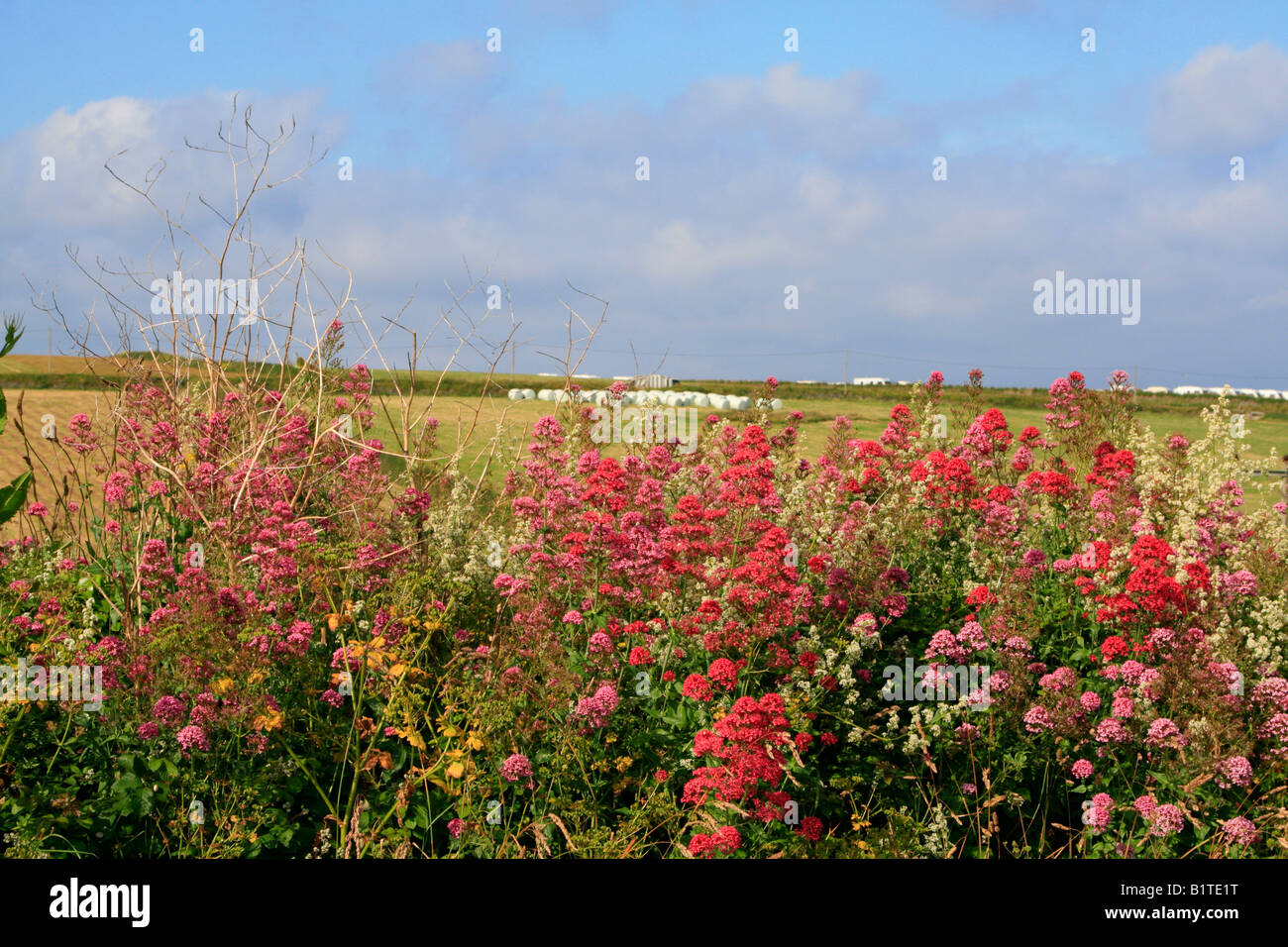 cornish summer wild flower show hedgerow cornwall england uk gb Stock ...