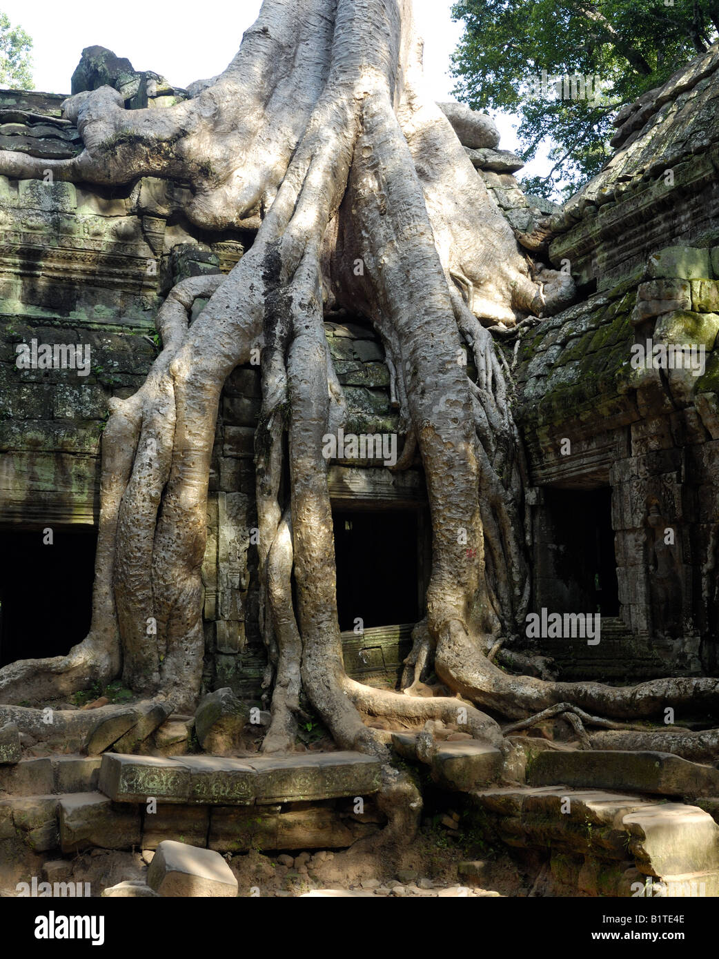 Massive roots and trunks of trees have broken down the ancient temple ...