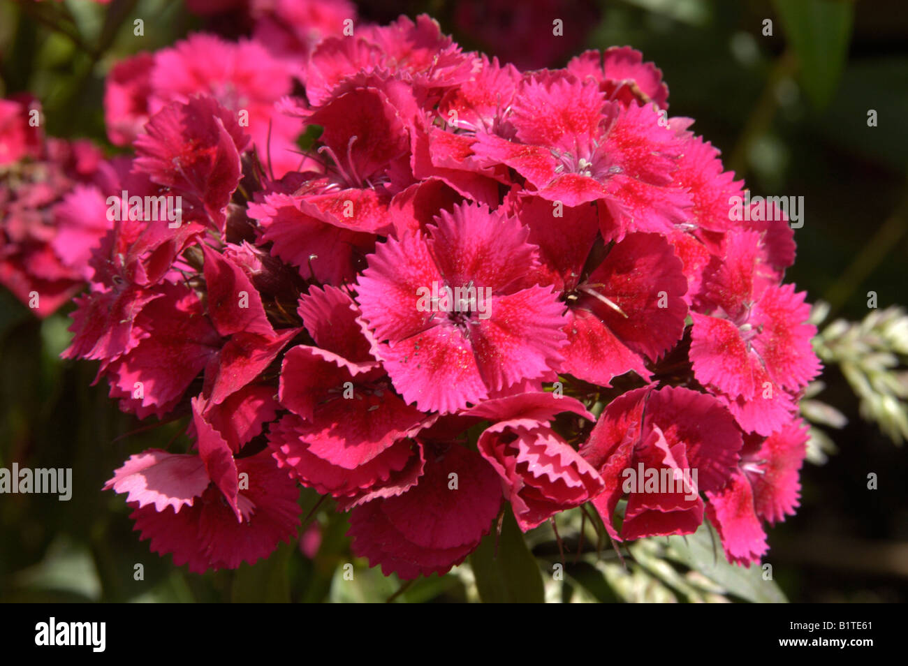 Sweet William Flower (dianthus barbatus Stock Photo - Alamy