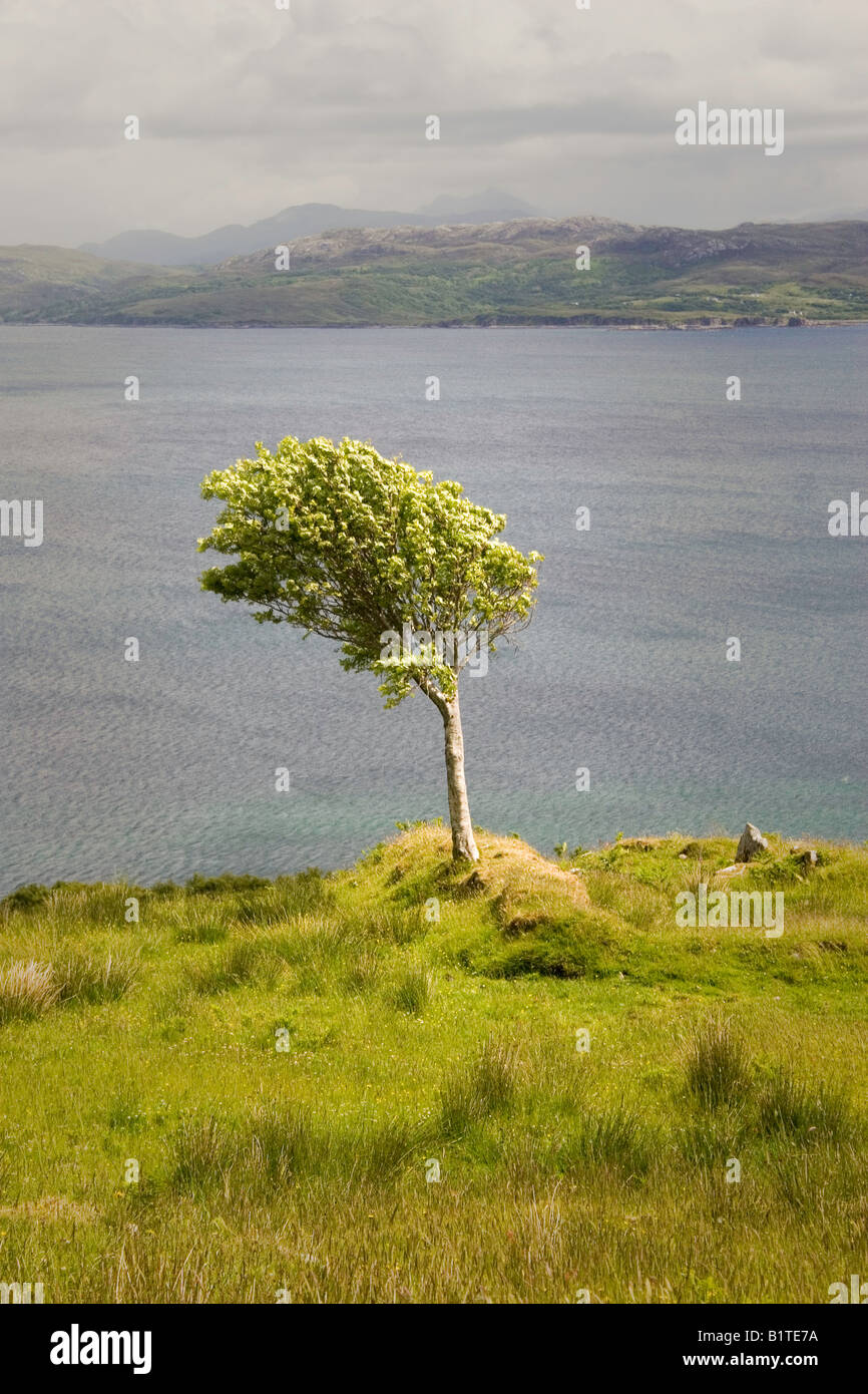 Lone Tree on the Isle of Skye Stock Photo - Alamy