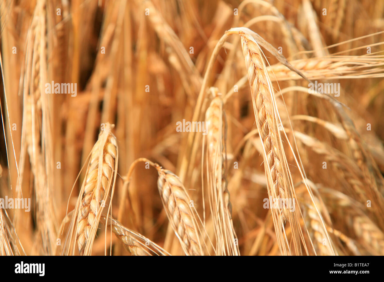 field of barley cornwall summer england uk gb Stock Photo - Alamy
