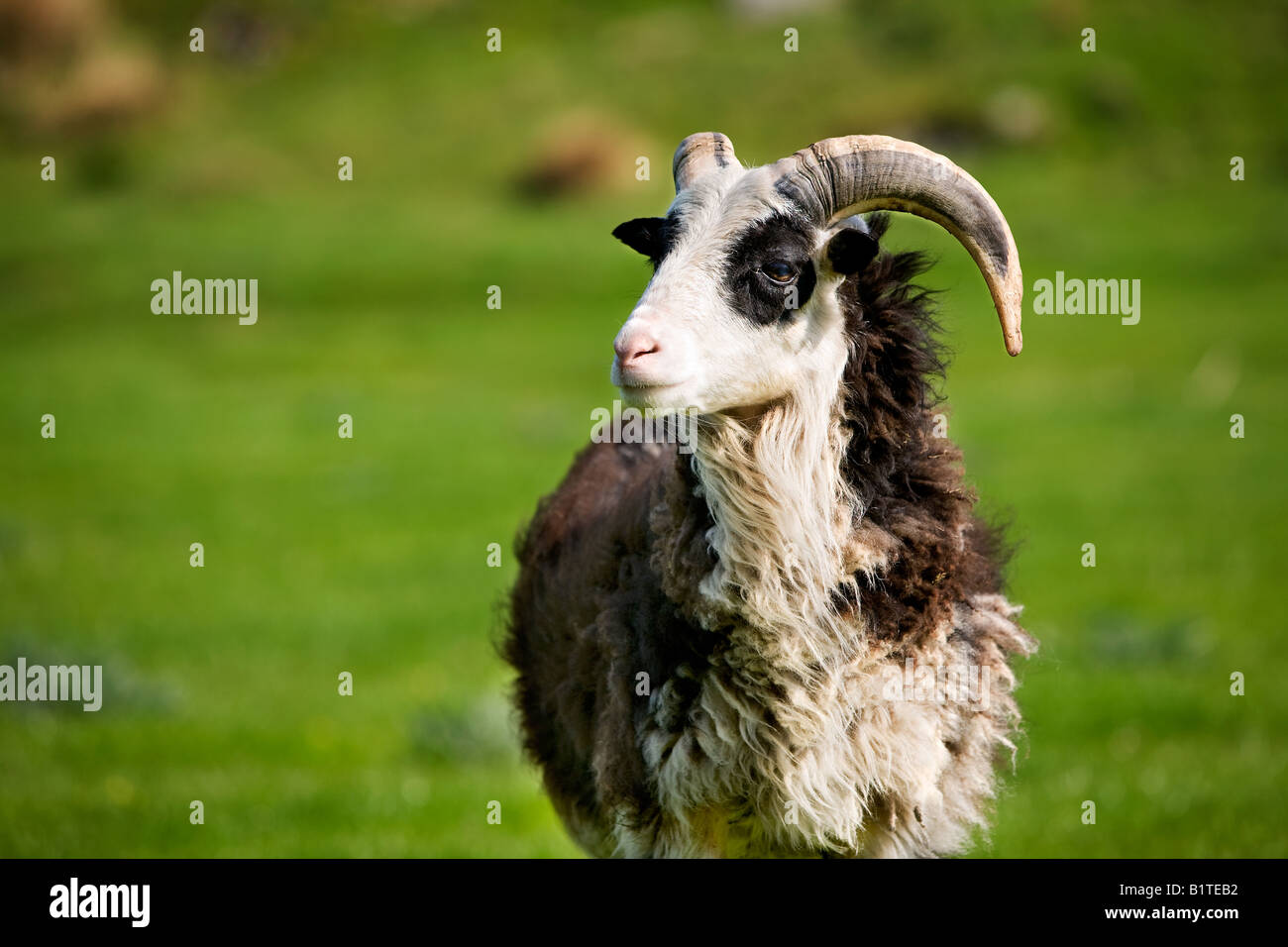 Norwegian mountain goat hi-res stock photography and images - Alamy