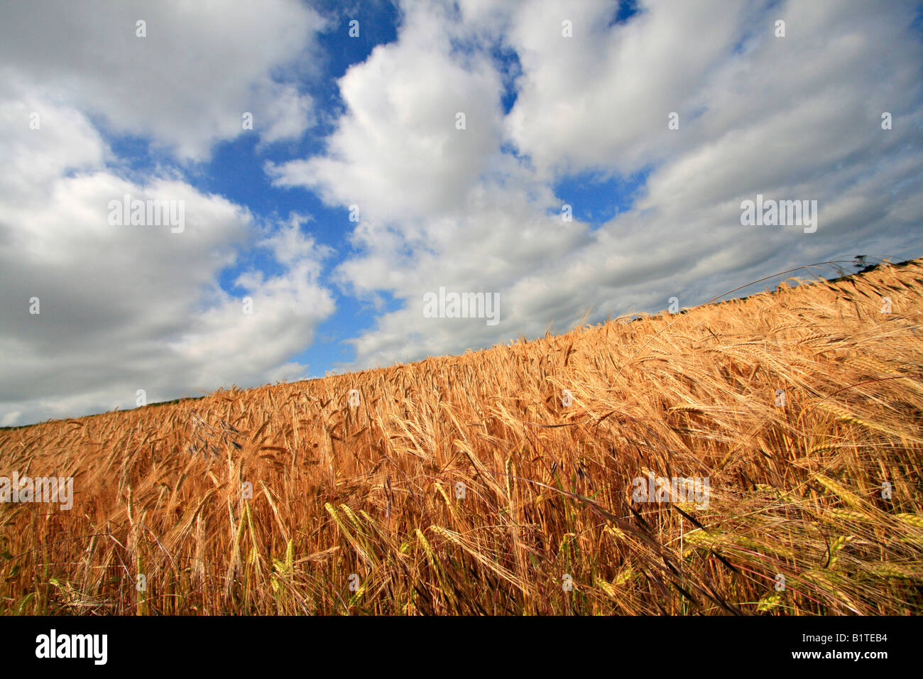field of barley cornwall summer england uk gb Stock Photo - Alamy