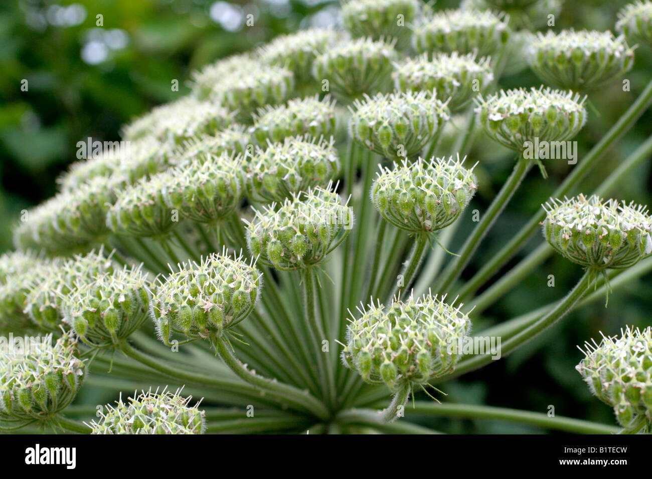 GIANT HOGWEED HERACLEUM MANTEGAZZIANUM Stock Photo - Alamy