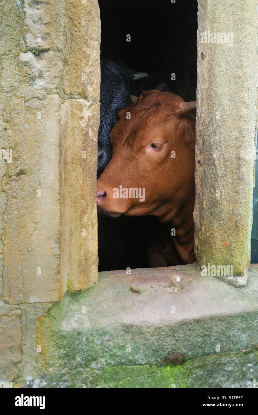 Brown cow trying to look out of the window of the barn Stock Photo - Alamy